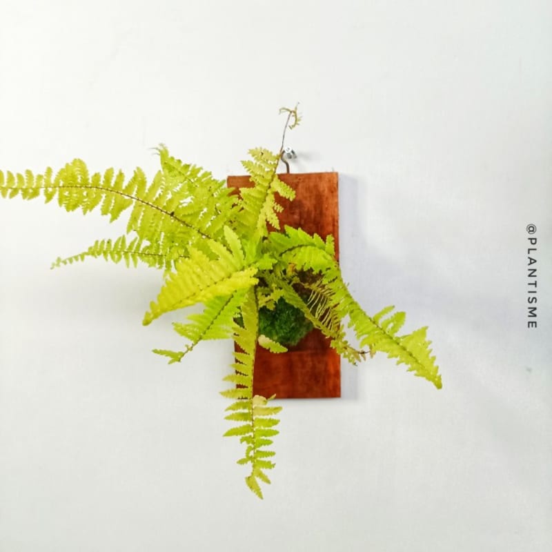 Jual Wall of fame - Golden Fern Pakis | Shopee Indonesia