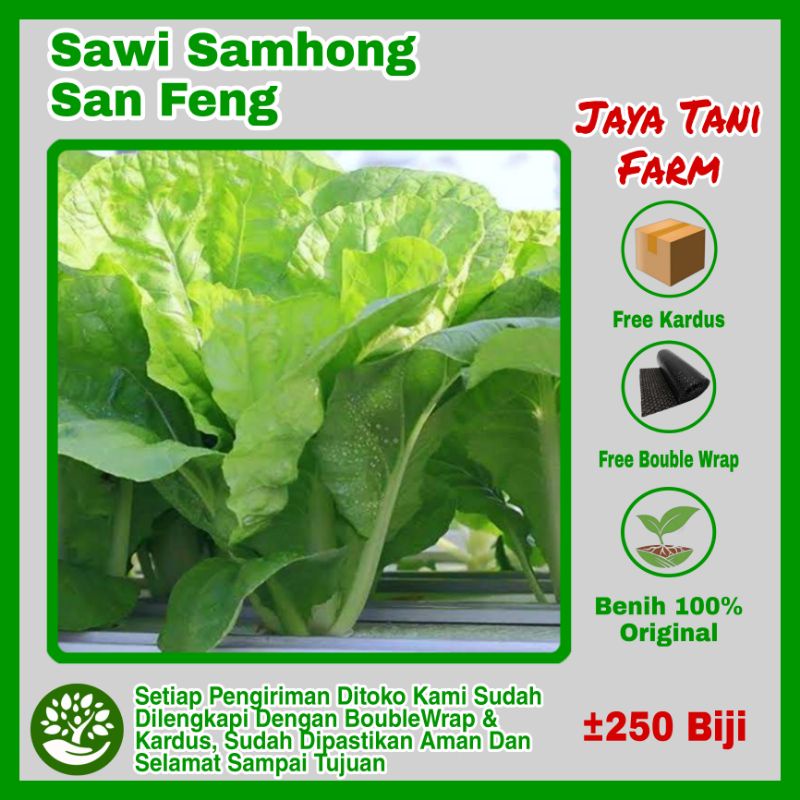 Jual 250 Biji Benih Sawi Samhong San Feng known You Seed / Benih ...