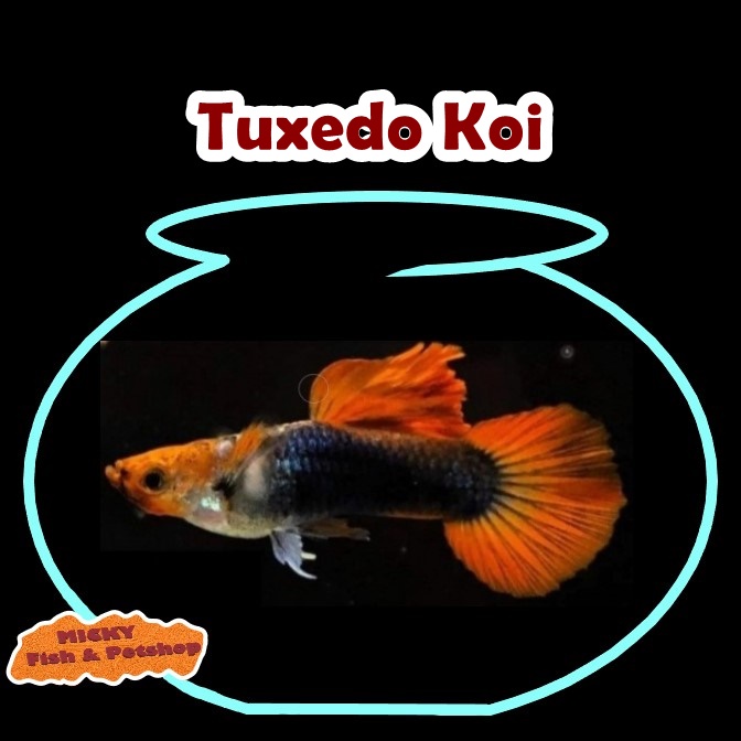 Jual Guppy Tuxedo Koi Indukan Jantan Grade | Shopee Indonesia