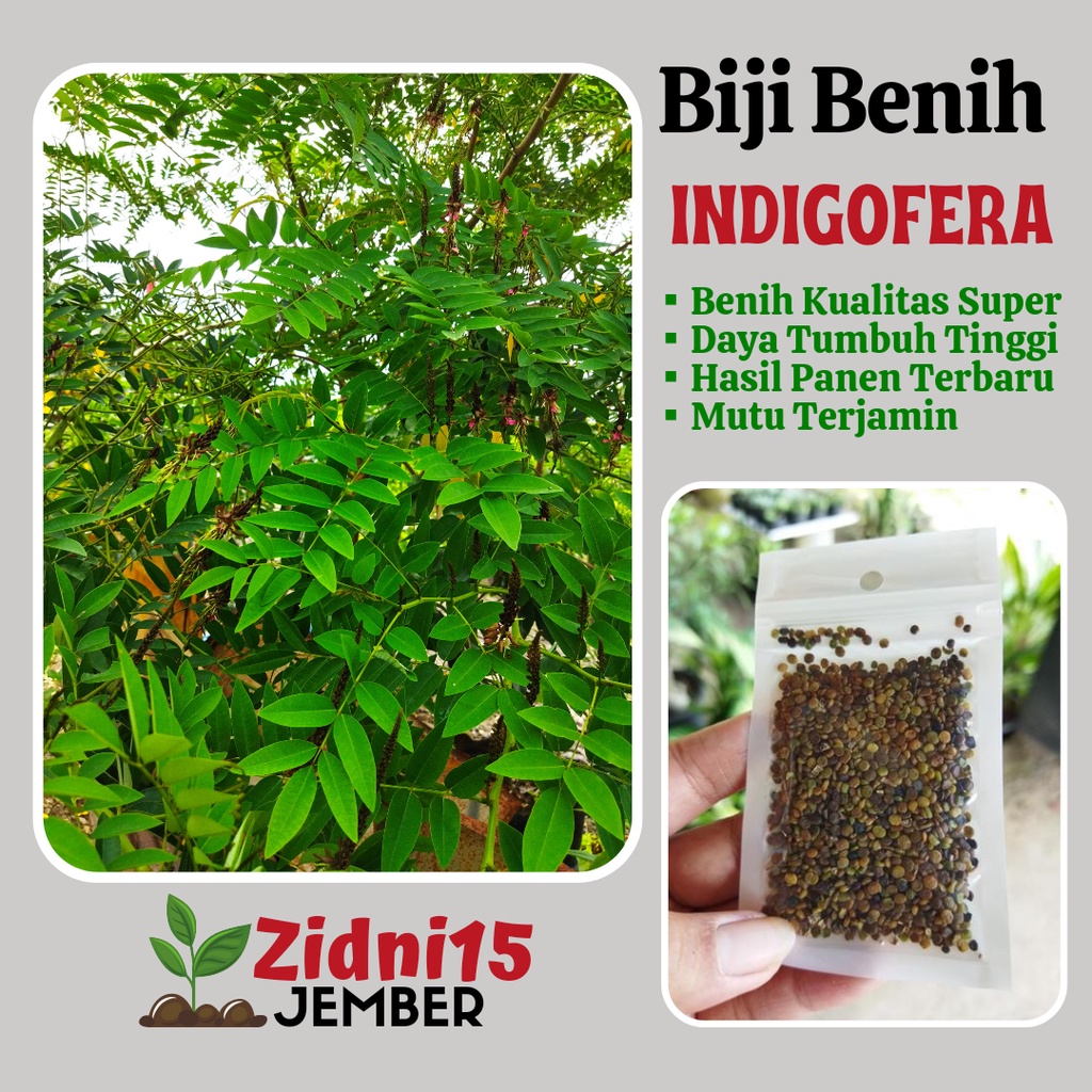 Jual 1000 Biji BENIH INDIGOFERA PAKAN TERNAK KUALITAS SUPER HARGA ...