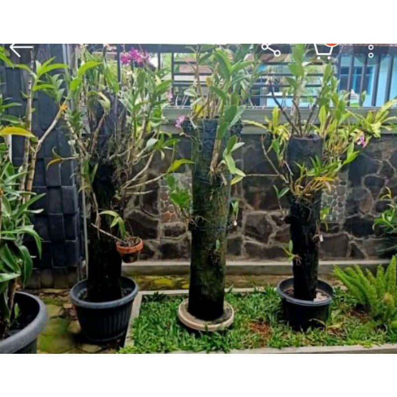 Jual media tanam anggrek pakis mati tinggi 1 meter | Shopee Indonesia