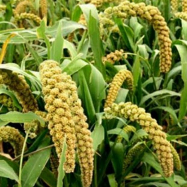 Jual Dijual Beras Millet Rice/Foxtail Millet/Sarapan Instant Alami ...