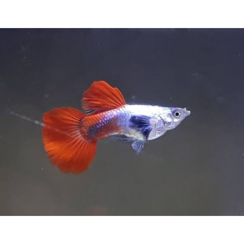 Jual Hiasan Aquascape - Guppy Platinum Red Tail Dumbo Ear / PRTDE / PRTD | Shopee Indonesia