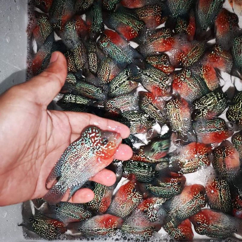 Jual Ikan Louhan Srd Import Thailand Shopee Indonesia