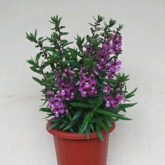 Jual Tanaman Hias Lavender Angelonia Bunga Pink | Shopee Indonesia