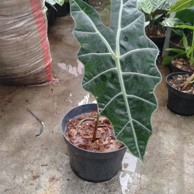 Jual Tanaman Hias Keladi Amazon Liku Parasol Alocasia Amazonica Pohon ...