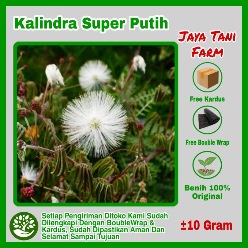 Jual 10 Gram Benih Kalindra Super Putih Unggul / Benih Sayuran / Bibit ...