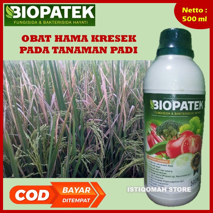 Jual BIOPATEK Fungisida Hayati Obat Hama Penyakit Kresek pada Padi ...