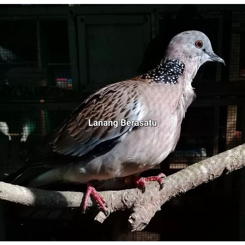 Jual Burung tekukur kelantan sudah bunyi | Shopee Indonesia