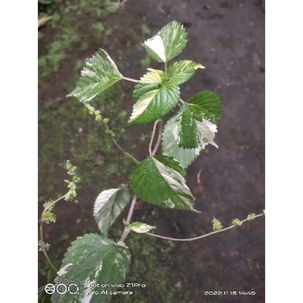 Jual jelatang varigata / laportea | Shopee Indonesia