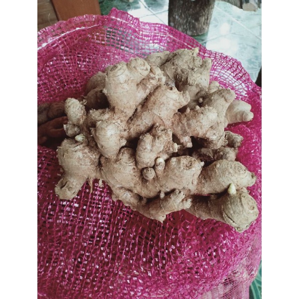 Jual Jahe gajah/putih segar per 1kg | Shopee Indonesia