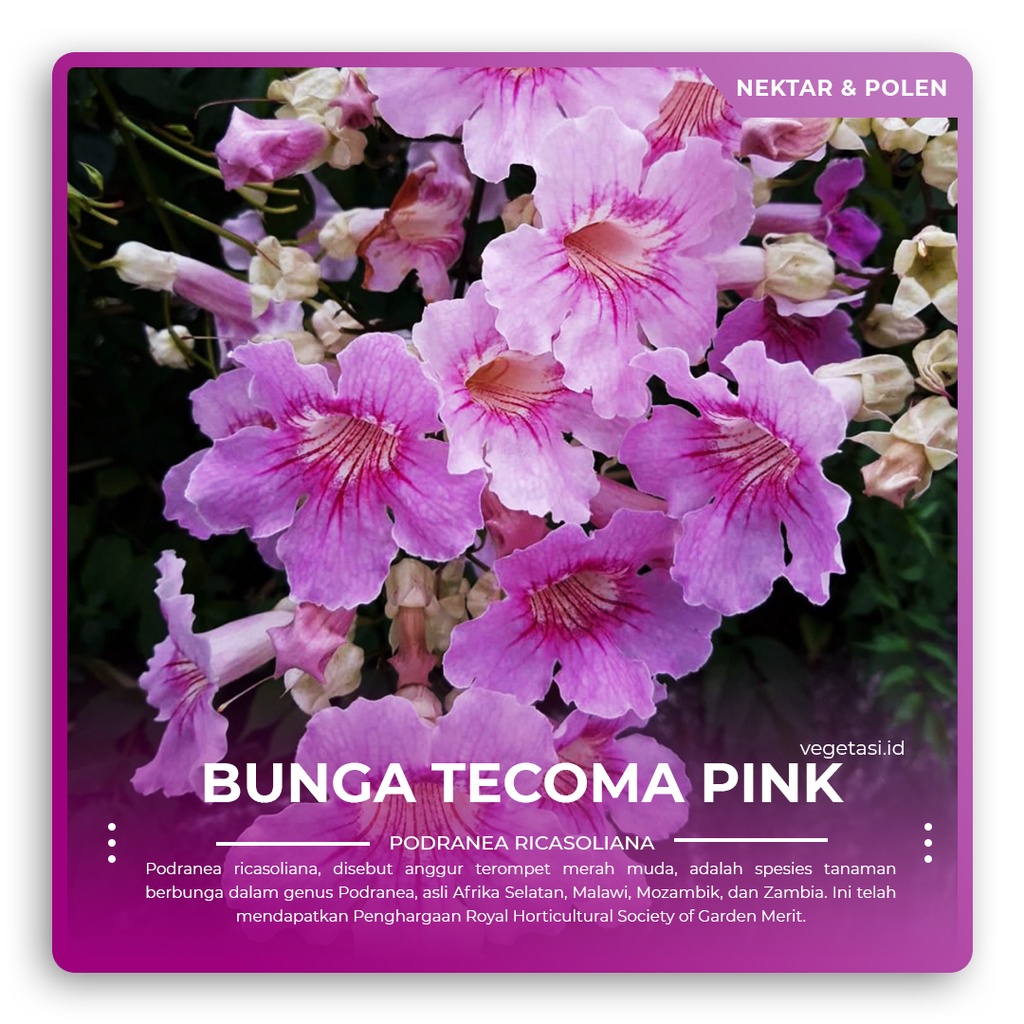 Jual Bibit Bunga Tecoma Pink Terompet Pink Tecomaria Pink Tecoma Ungu ...