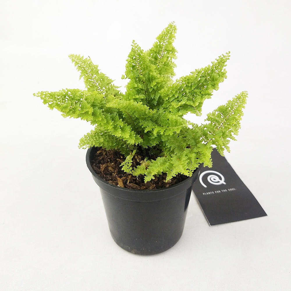 Jual Nephrolepis 'Hawaii' / Samambaia havaiana - Tanaman hias mini fern ...