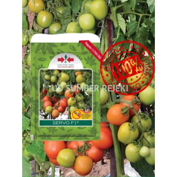 Jual Tomat servo F1 asli 100% | Shopee Indonesia