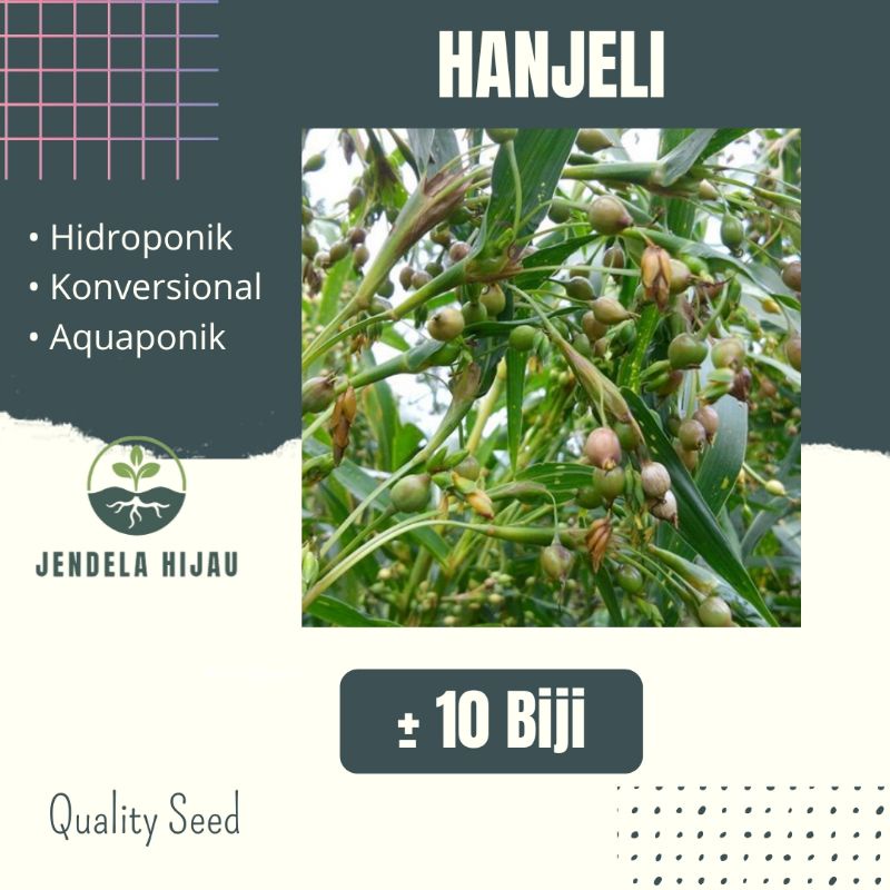 Jual Benih Hanjeli / Jali-Jali - Bibit Tanaman Sayuran Repack. | Shopee ...