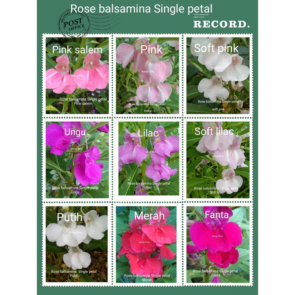 Jual Benih bunga pacar air single petal perwarna/mix | Shopee Indonesia