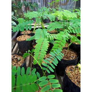 Jual Tanaman pakis brazil solobium - bibit pakis brazil solobium tinggi ...