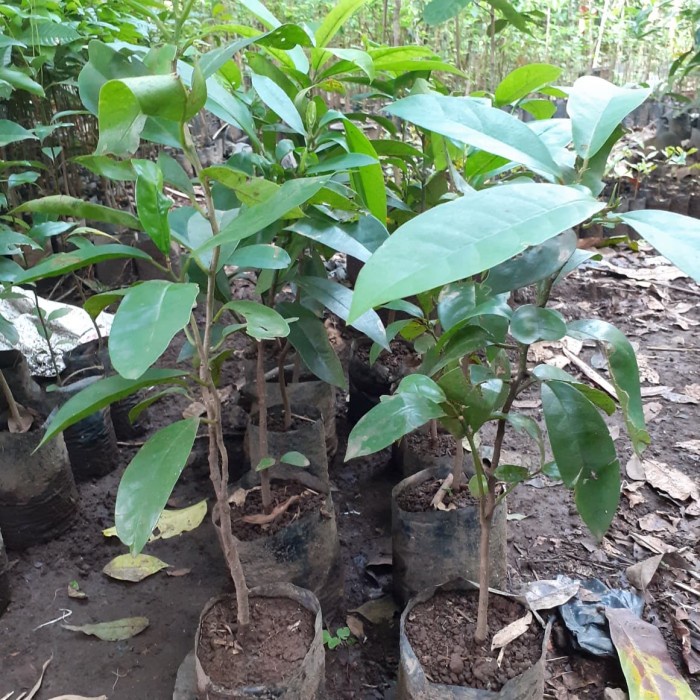 Jual Bibit Tanaman Langka Buah Buni - Buah Huni LANGKA EE22 | Shopee Indonesia