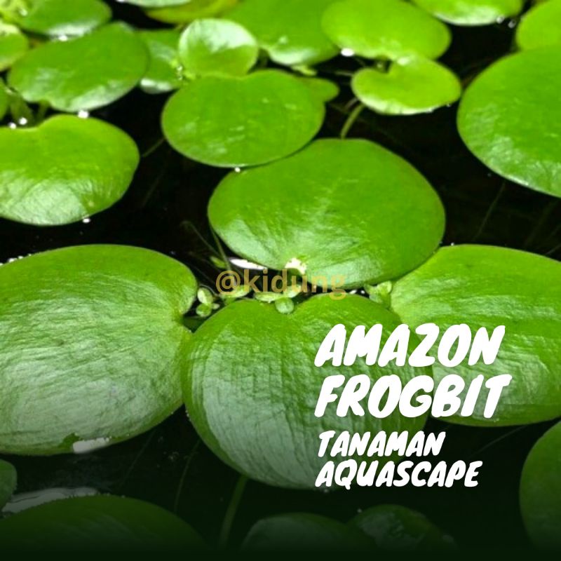 Jual Amazon Frogbit Tanaman Apung Aquarium Aquascape | Shopee Indonesia