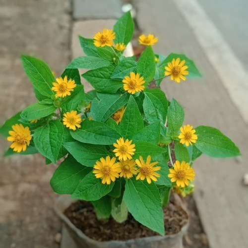 Jual Tanaman hias matahari mini/tanaman matahari mini/pohon bunga ...