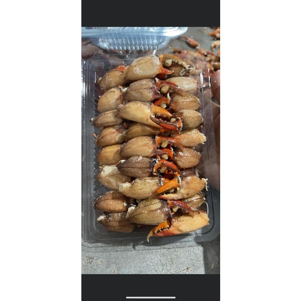 Jual Cimkong/Capit Kepiting | Shopee Indonesia