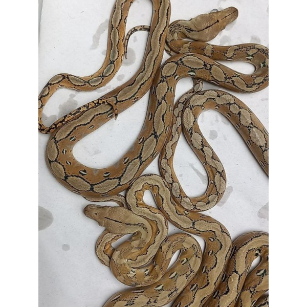 Jual Retic platinum dan platinum sunfire | Shopee Indonesia