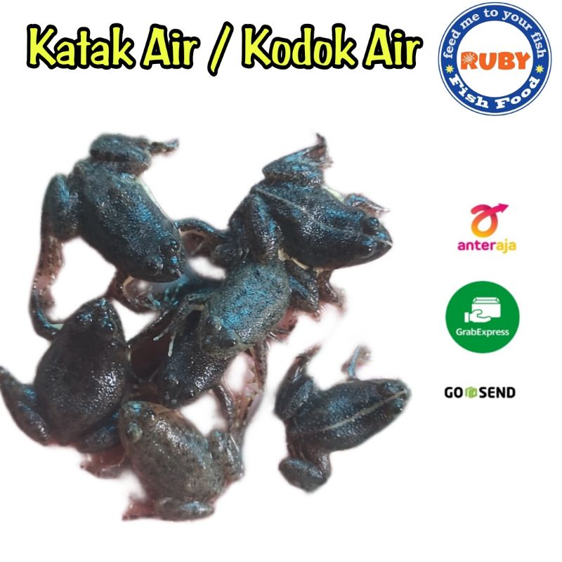 Jual KATAK AIR / KODOK AIR / KATAK AIR HIDUP / KODOK AIR HIDUP | Shopee ...