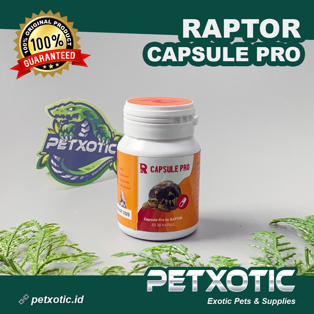 Jual RAPTOR Capsule Pro Obat Sakit Lemas Kura Torto Sulcata 30 Kapsul ...