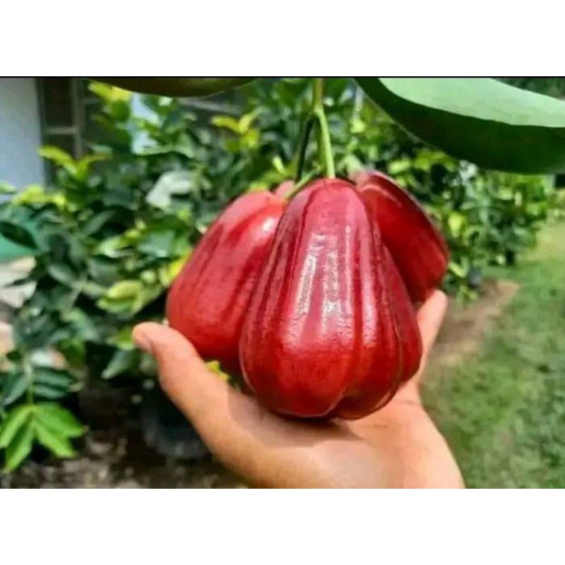 Jual Jambu air merah unggul | Shopee Indonesia