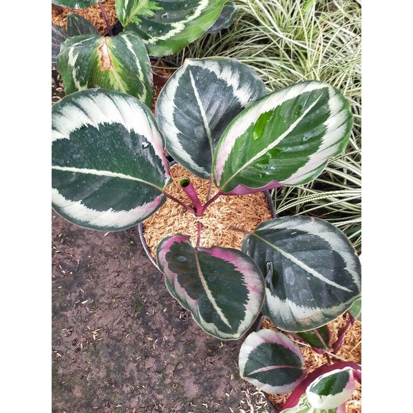 Jual Calathea Cynthia | Shopee Indonesia