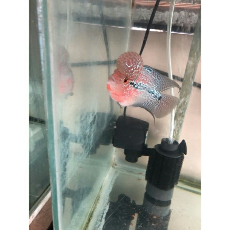 Jual IKAN LOUHAN SRD JENONG (INSTANT) | Shopee Indonesia