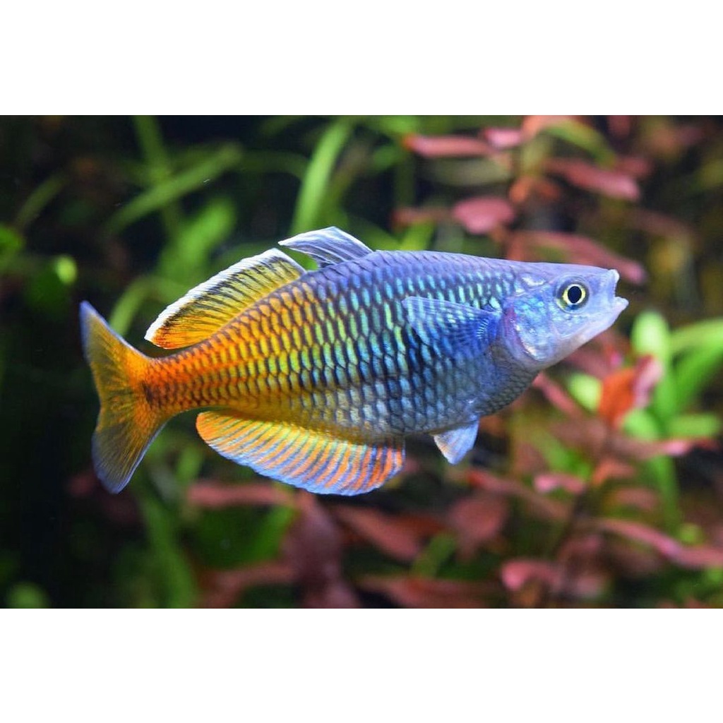 Jual ikan hias rainbow boesmani besar ikan aquascape | Shopee Indonesia