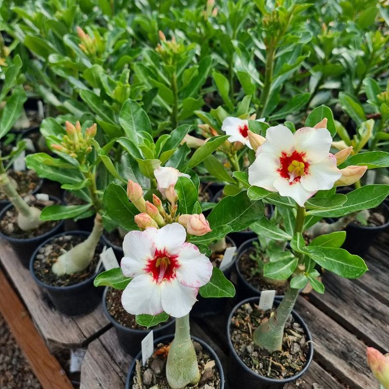 Jual Adenium bunga tumpuk id SUN HELLO / kamboja jepang adenium obesum ...