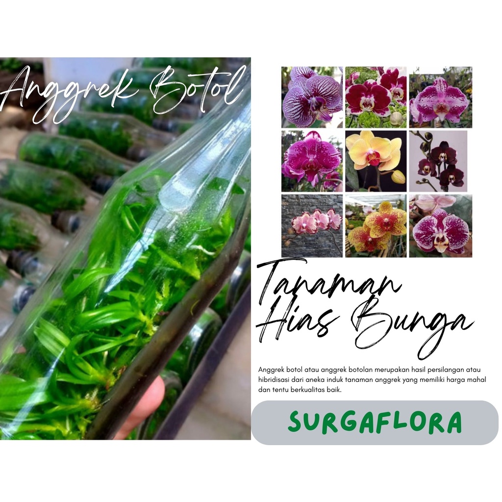 Jual bibit anggrek Dalam Botol - (Bulan/Vanda/Dendro/cattleya) | Shopee ...