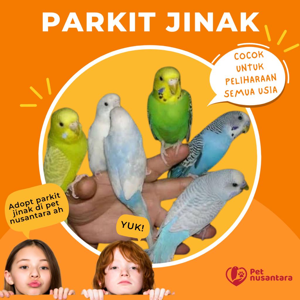 Jual BURUNG JINAK PARROT PARKIT JINAK PINTAR HEWAN PELIHARAAN LUCU ...