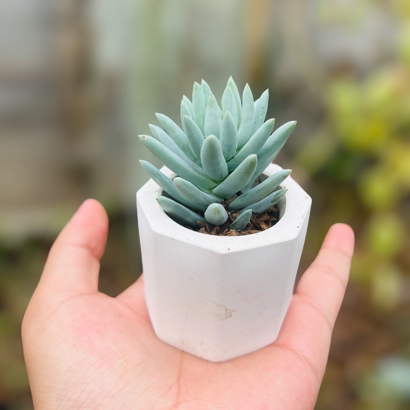 Jual Kaktus Sukulen mini fullset (free pot semen, tanah, batu hias ...