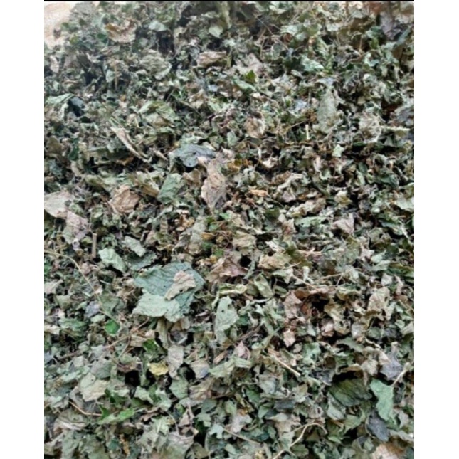 Jual jual daun jelatang kering/pulus per 100g | Shopee Indonesia