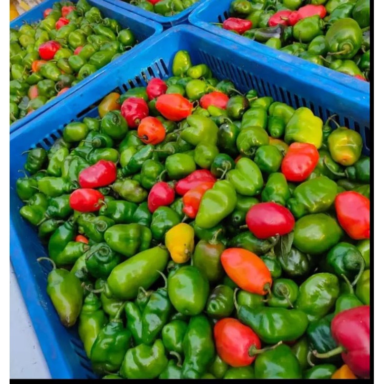 Jual cabe gendot fresh segar 250 GRAM-1KG TERMURAH Mix | Shopee Indonesia
