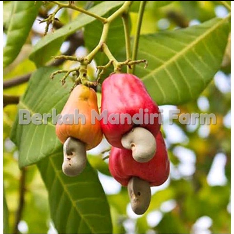 Jual KWALITAS TERBAIK Jambu Monyet - Jambu Mede - Jambu Mente - Bibit ...