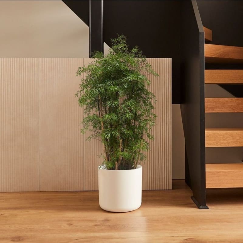 Jual Polyscias Filicifolia | Fernleaf Aralia - Tanaman Hias Bisa u ...