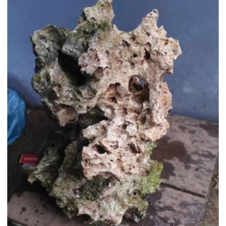 Jual Batu karang Bonsai 1Kg untuk tanaman hias | Shopee Indonesia
