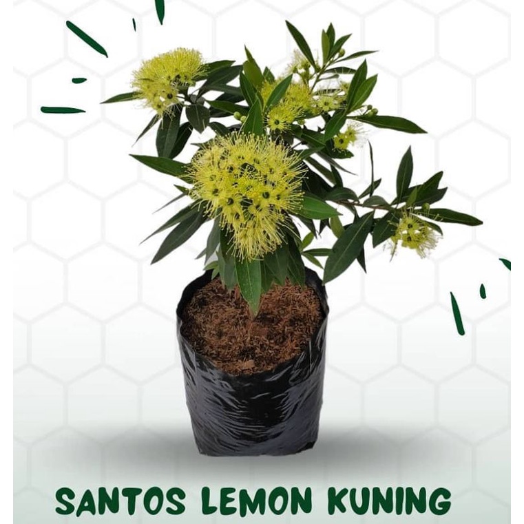 Jual tanaman hias bunga santos lemon - santos lemon - pohon santos ...