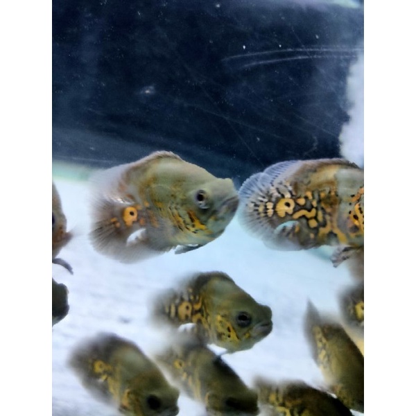 Jual ikan oscar short body good marking | Shopee Indonesia