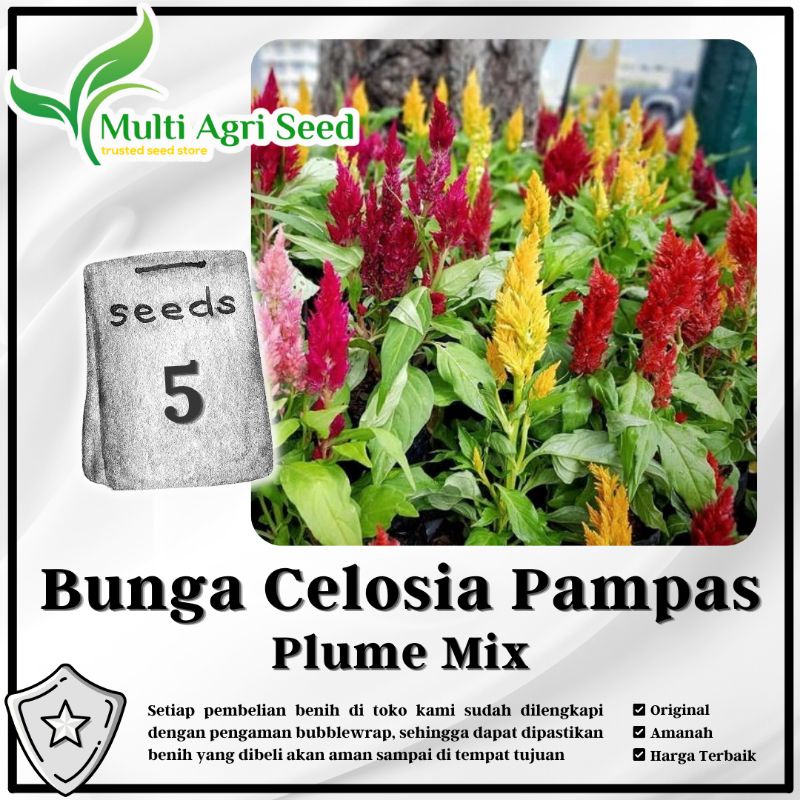 Jual 5 Biji Benih Bunga Celosia Pampas Plume Mix Shopee Indonesia