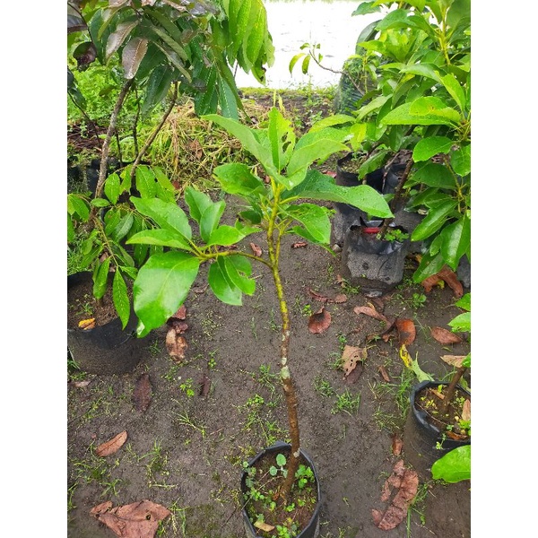 Jual Bibit tanaman buah alpukat mentega si manis | Shopee Indonesia