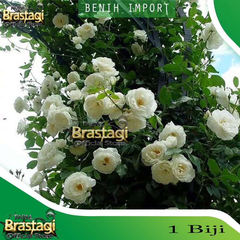 Jual FBTG - 10 Benih Bibit Buji Bunga Mawar Rambat Putih Super White ...