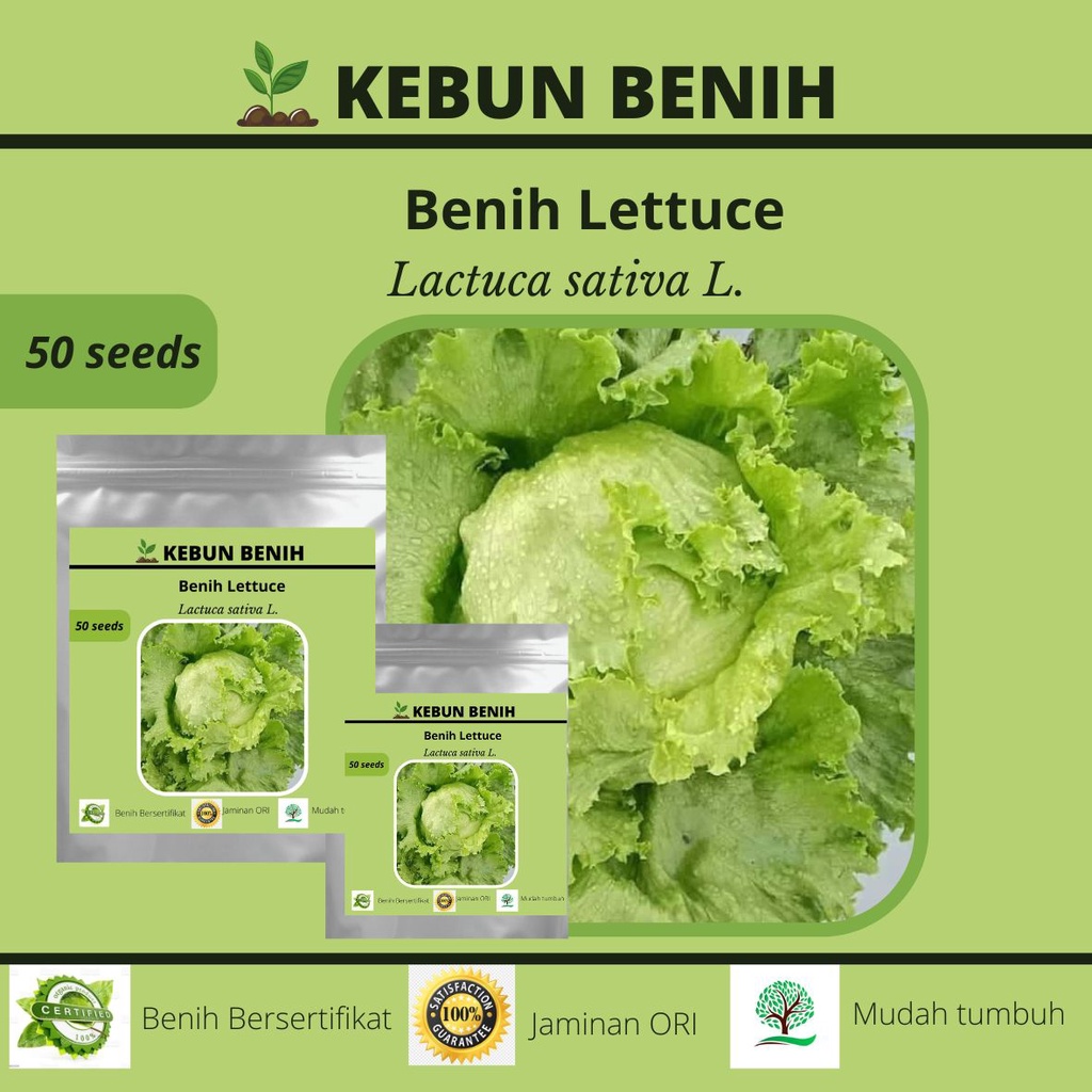 Jual 50 Benih Lettuce/ Selada HEAD KANITA F1/ Selada Kepala/ Selada ...