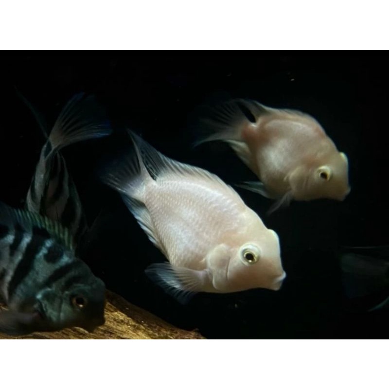 Jual Ikan Hias Aquascape parrot white Albino - 5-6CM | Shopee Indonesia
