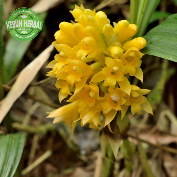 Jual Anggrek Tanah Calanthe Densiflora - Tanaman Hias Anggrek Bunga ...