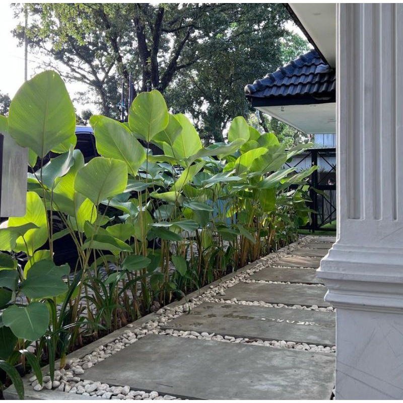 Jual tanaman pisang calathea lutea 1 meter pohon pisang hias kalatea ...